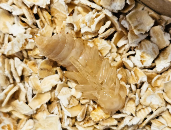 Exciting Grade 2 Science Mealworm Experiments