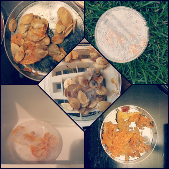 Pumpkin Science Experiments for Kids at Home or School