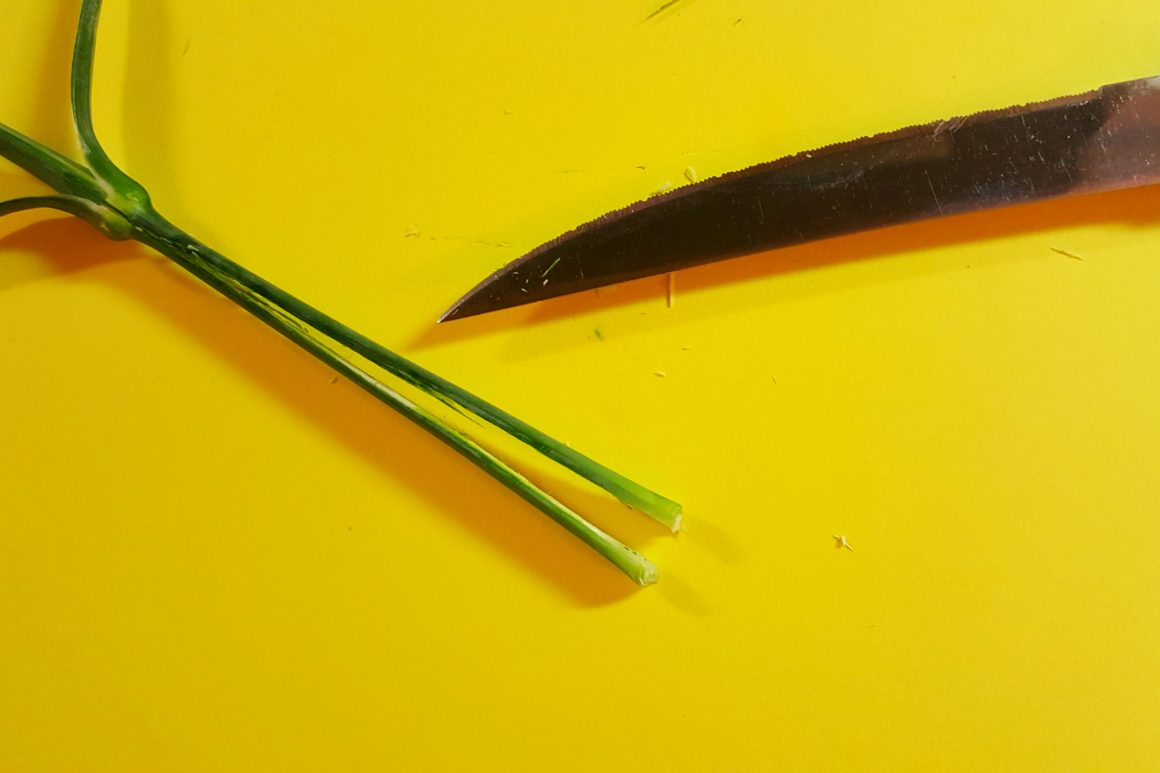 Simple Science Experiments and Worksheet