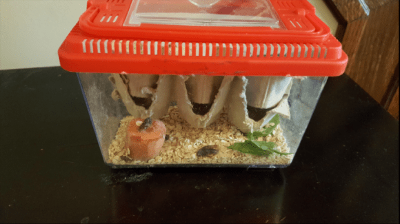 Exciting Grade 2 Science Mealworm Experiments