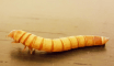 Exciting Grade 2 Science Mealworm Experiments