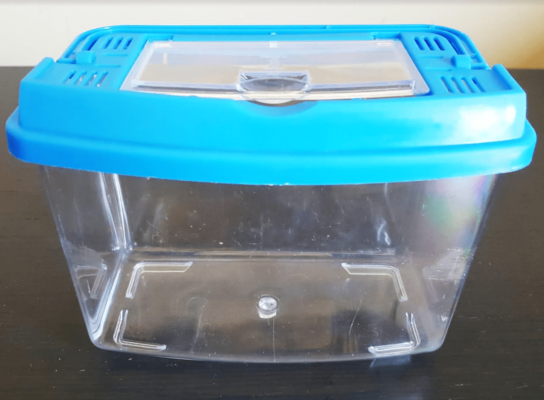 Exciting Grade 2 Science Mealworm Experiments