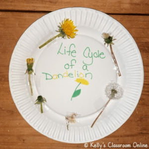 35 Easy Spring STEM Activities - Hands-On Teaching Ideas