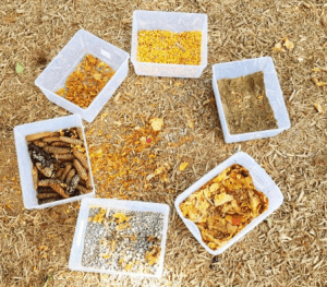 23 Fun Fall Outdoor Learning Activities for Kids
