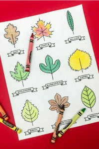23 Fun Fall Outdoor Learning Activities for Kids