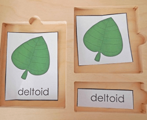 23 Fun Fall Outdoor Learning Activities for Kids