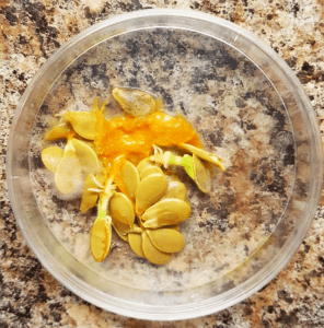 Best Pumpkin Investigation STEM Activities for Kids
