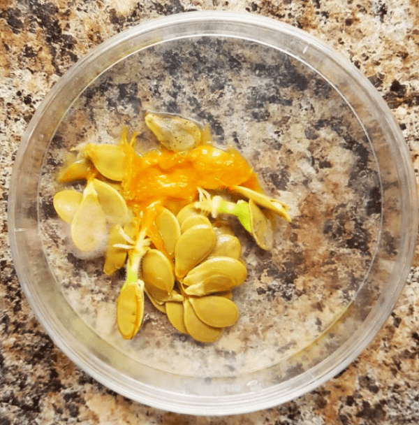 Best Pumpkin Investigation STEM Activities for Kids