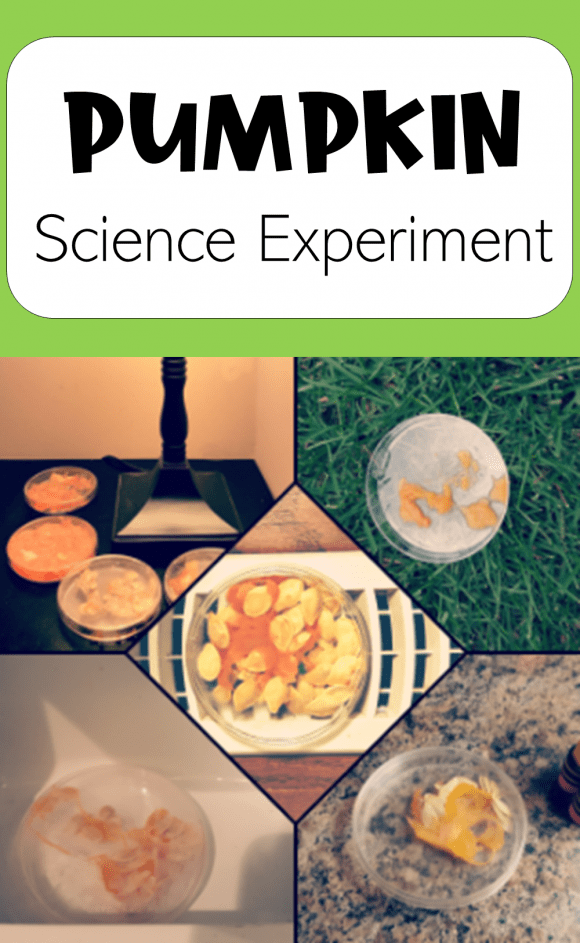 Pumpkin Science Experiments for Kids at Home or School