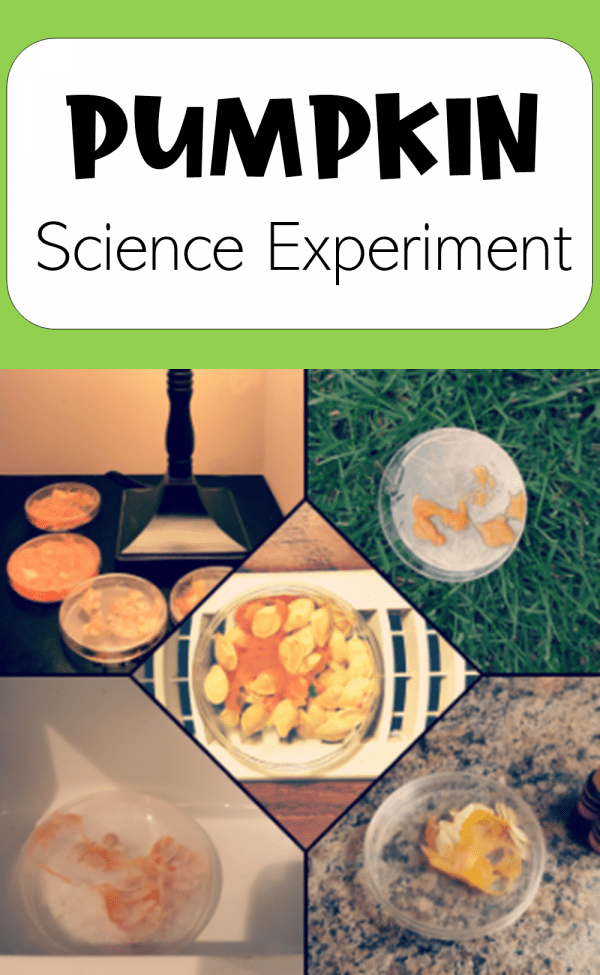 Pumpkin Science Experiments for Kids at Home or School