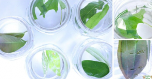 34 Best STEM Activities with Nature