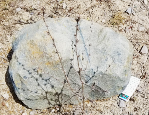 Printable Outdoor Escape Room Game for Camping