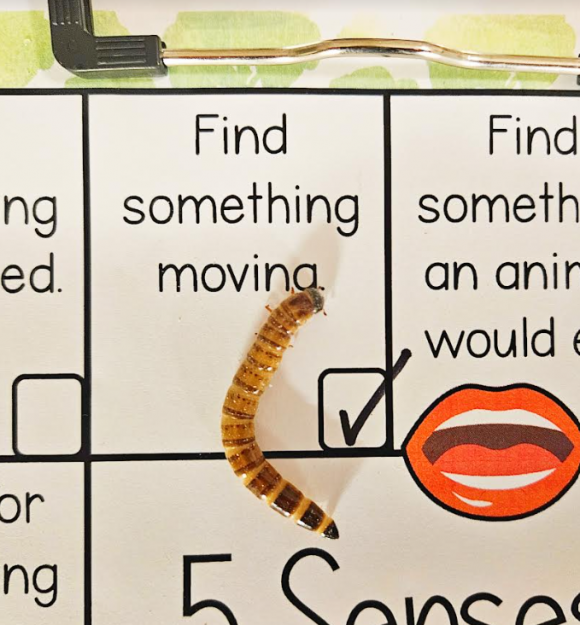 Free 5 Senses Scavenger Hunt (Free Printable)