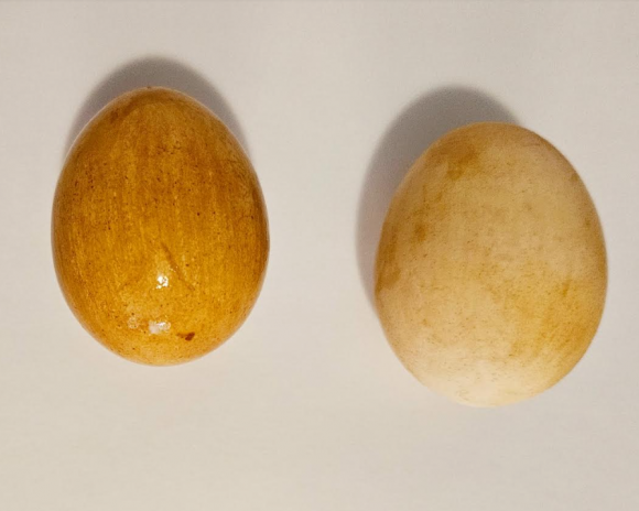 Best Egg and Toothpaste Experiment