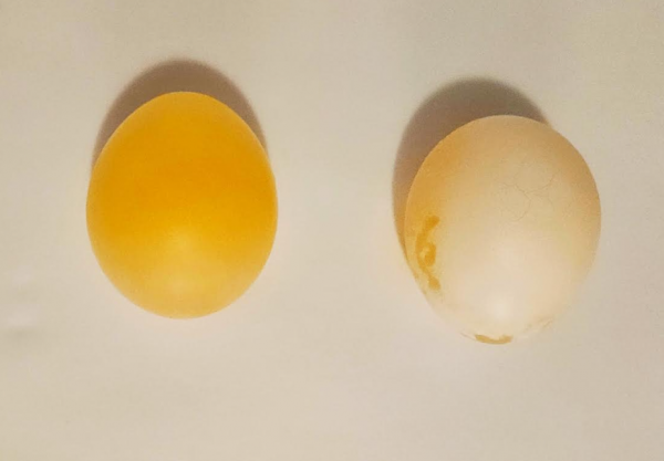 Best Egg and Toothpaste Experiment