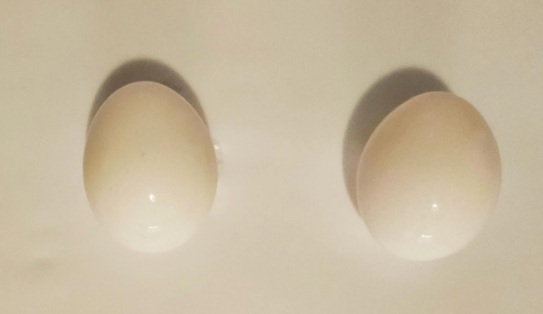 Best Egg and Toothpaste Experiment