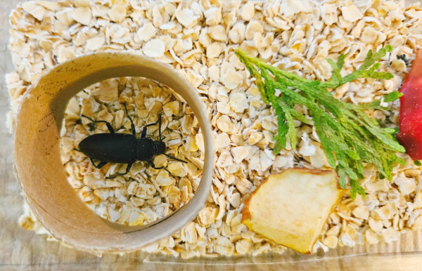 Exciting Grade 2 Science Mealworm Experiments