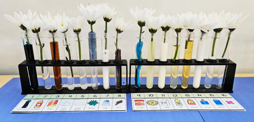 STEM Science Activity (Free Printable)