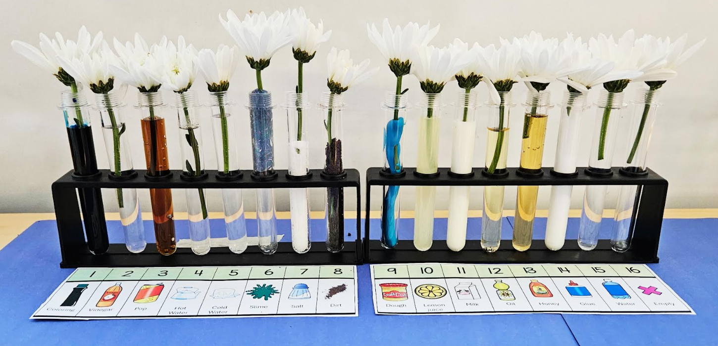 STEM Science Activity (Free Printable)
