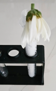 STEM Science Activity (Free Printable)