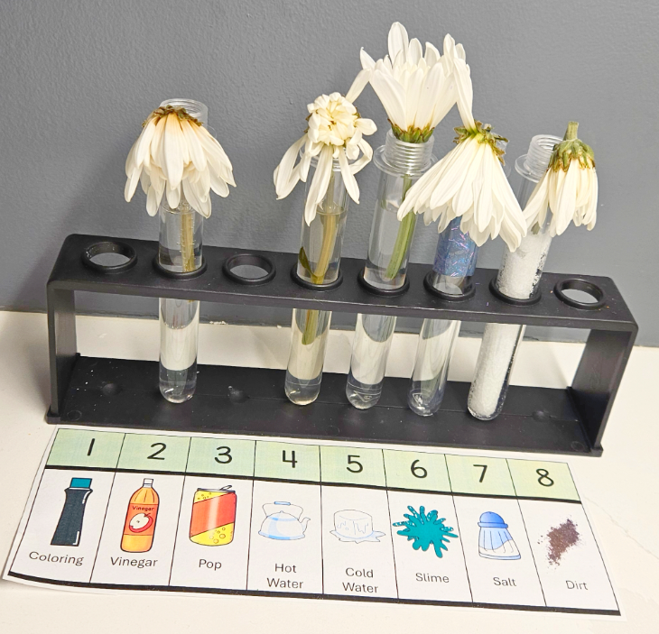STEM Science Activity (Free Printable)